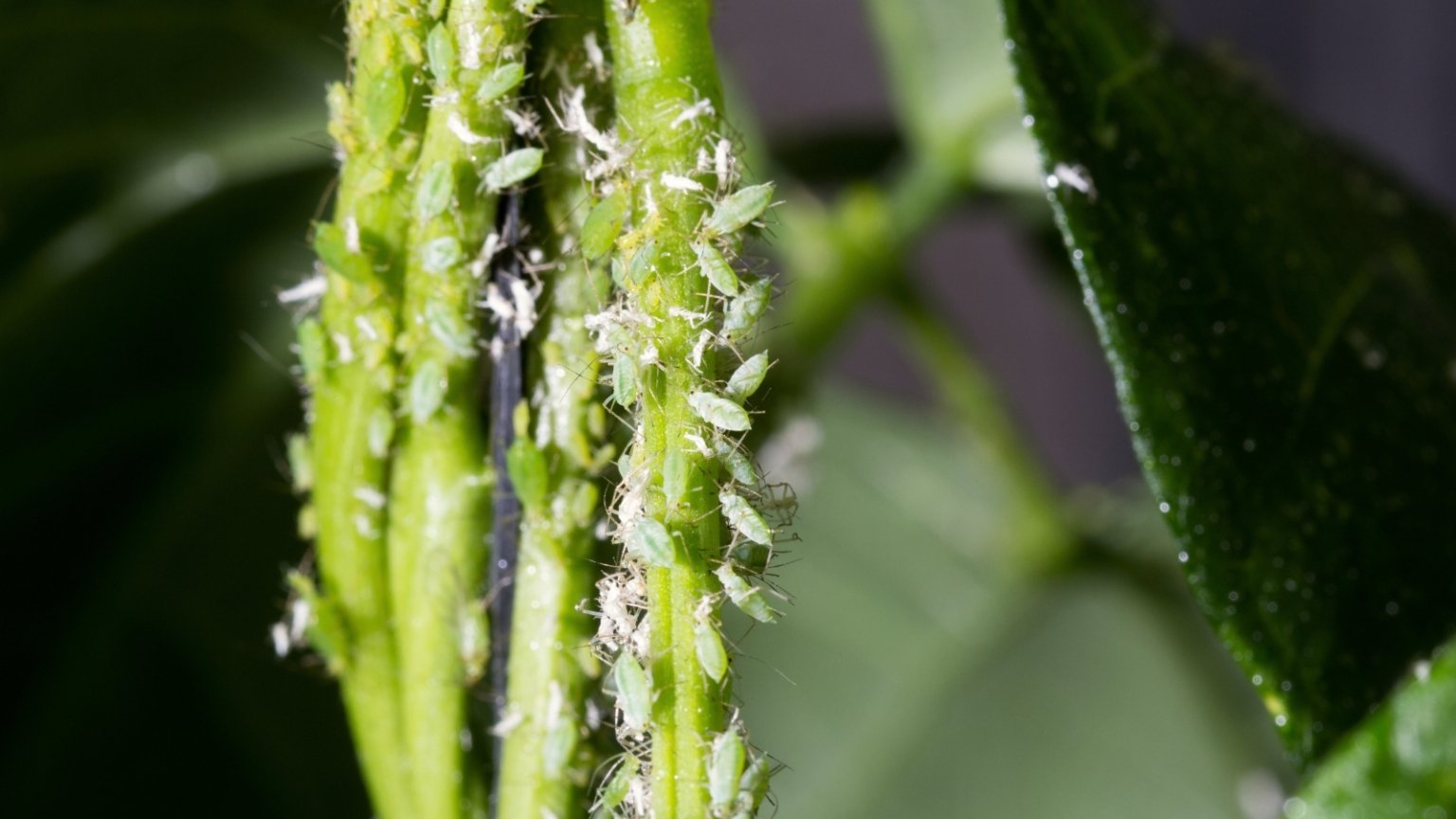 How To Plant, Grow, and Care for Wasabi