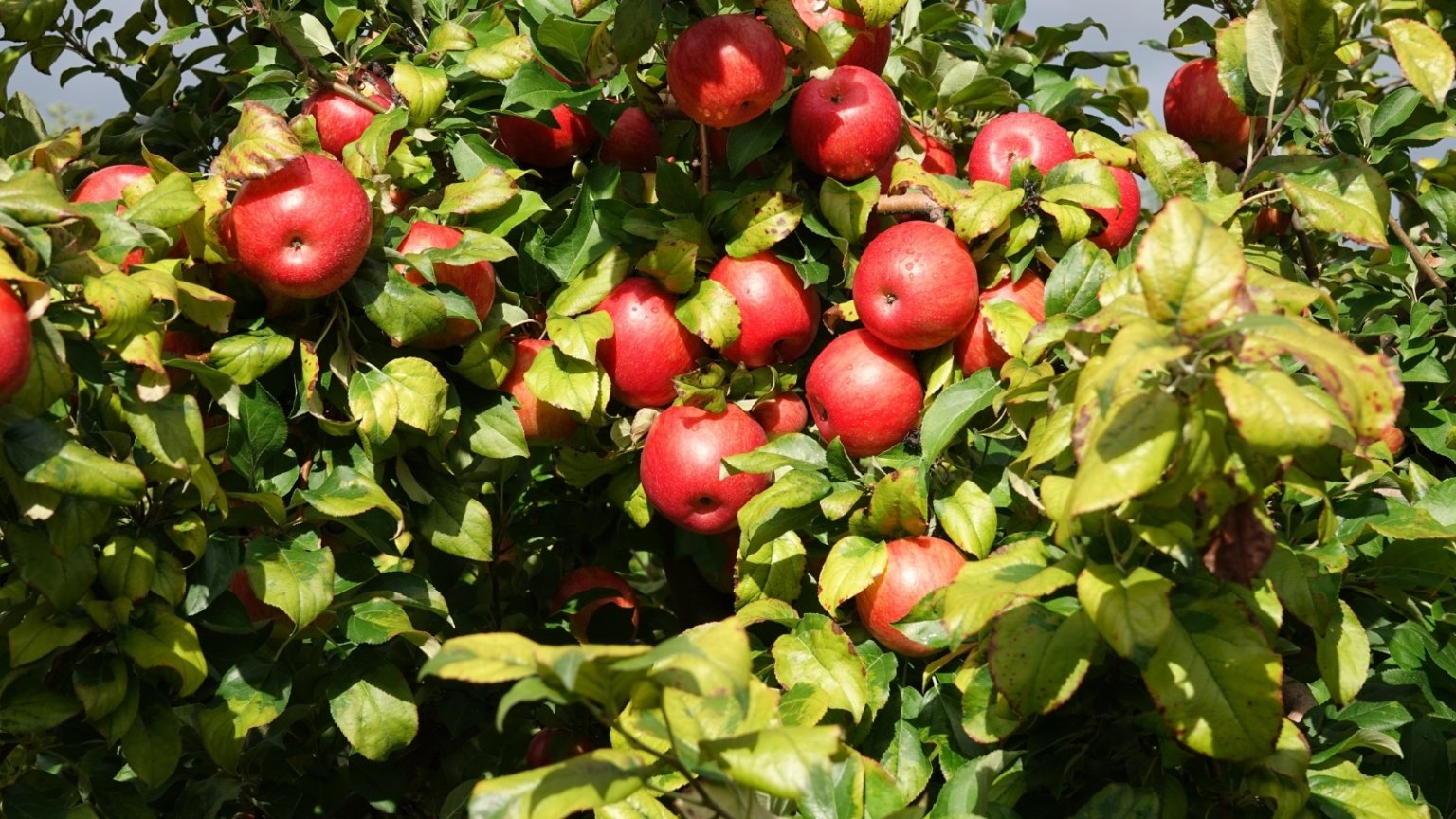 9 Easy and Low-Maintenance Fruit Trees for Your Backyard