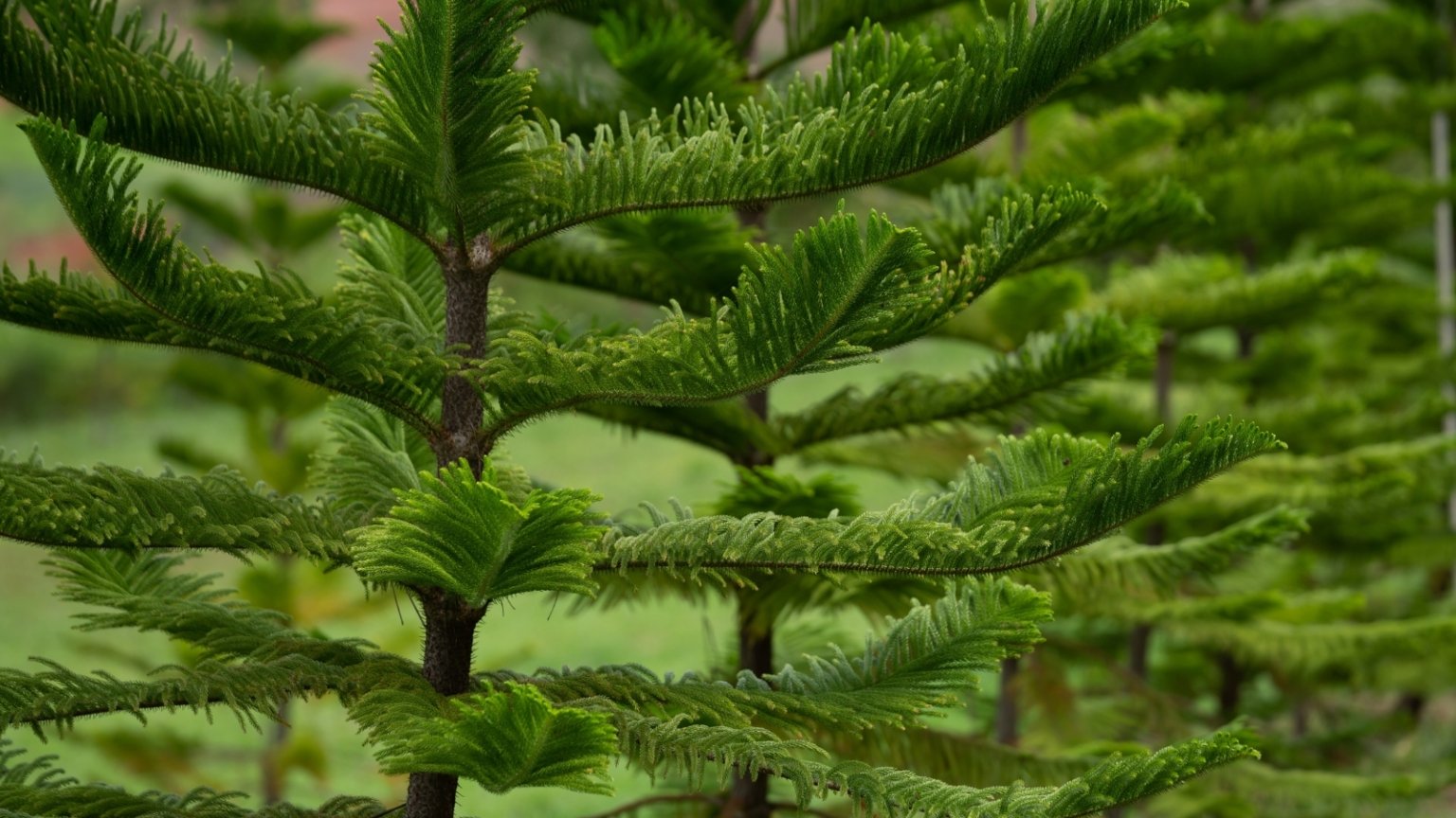 Watering Your Norfolk Island Pine Tree: 5 Pro Tips