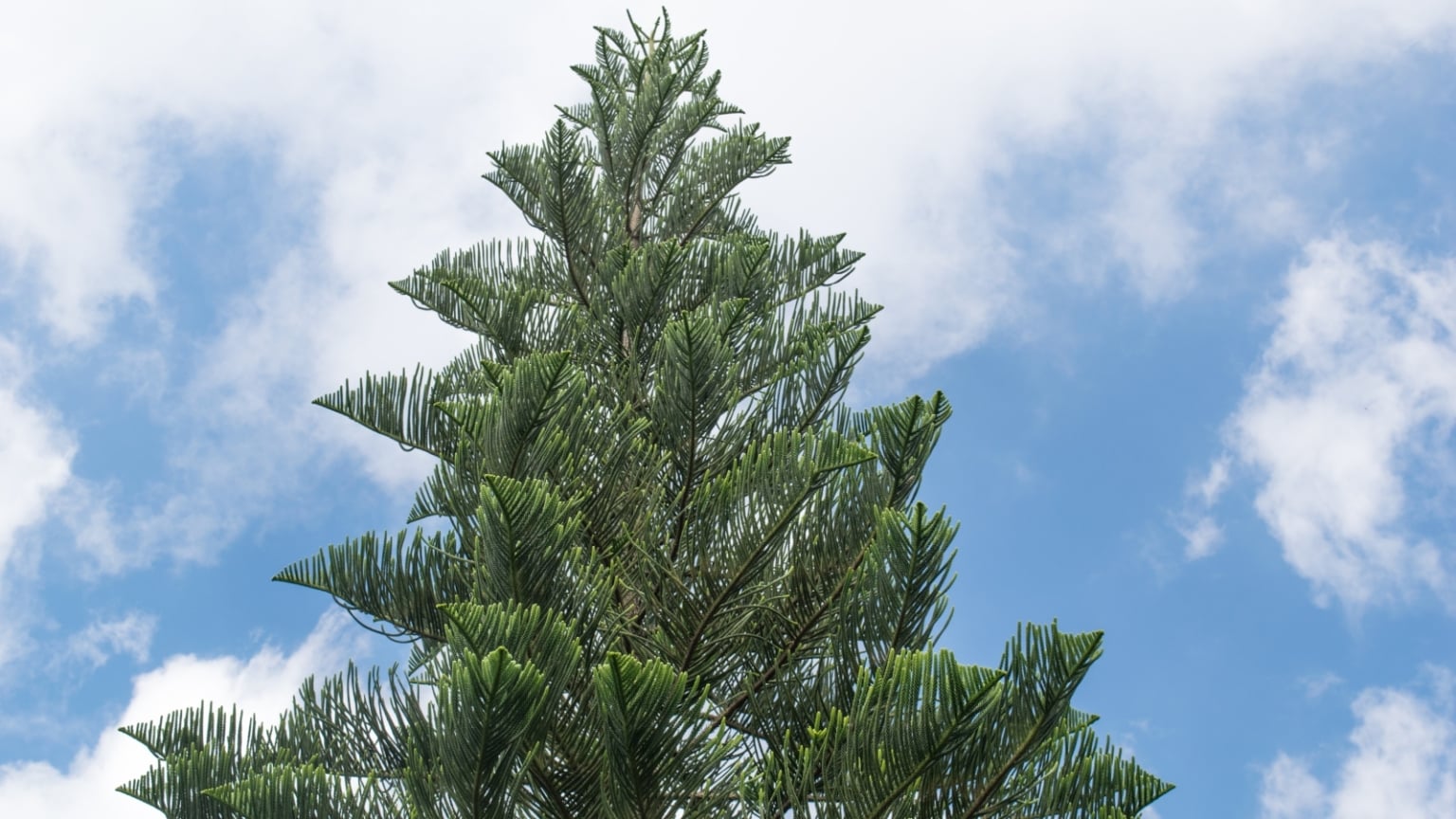 Watering Your Norfolk Island Pine Tree: 5 Pro Tips