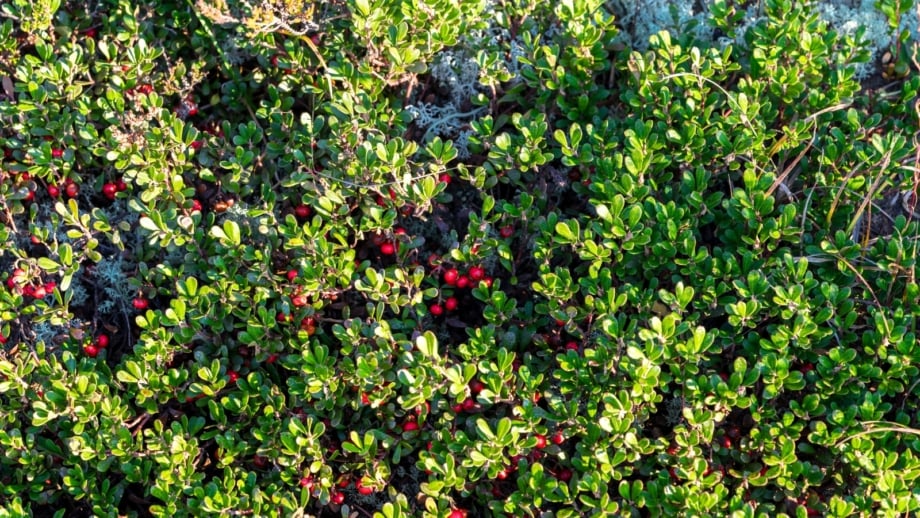 9 Ways to Add More Evergreen Color to Your Landscape