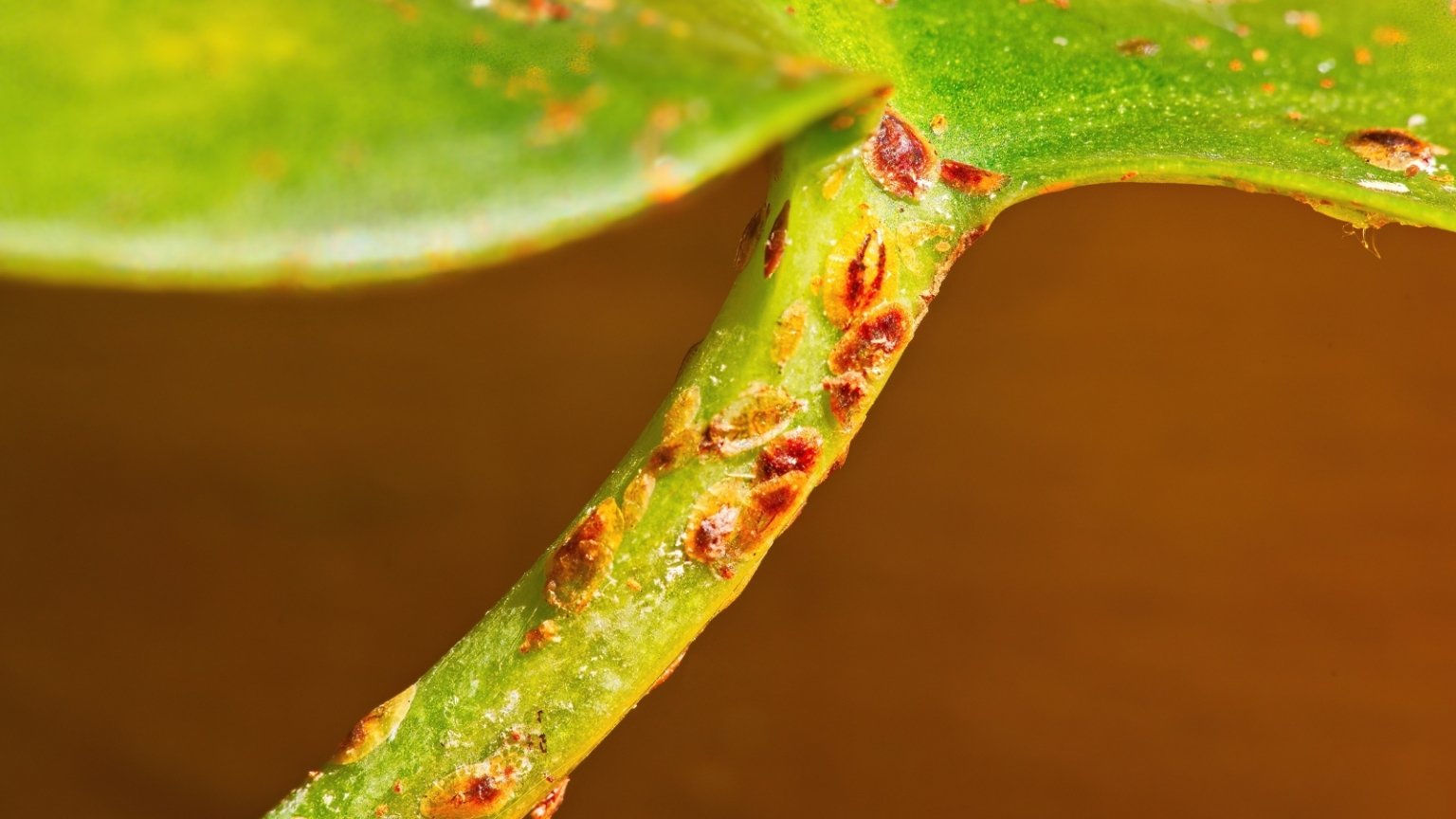 How to Plant, Grow, and Care for a Mandarin Tree