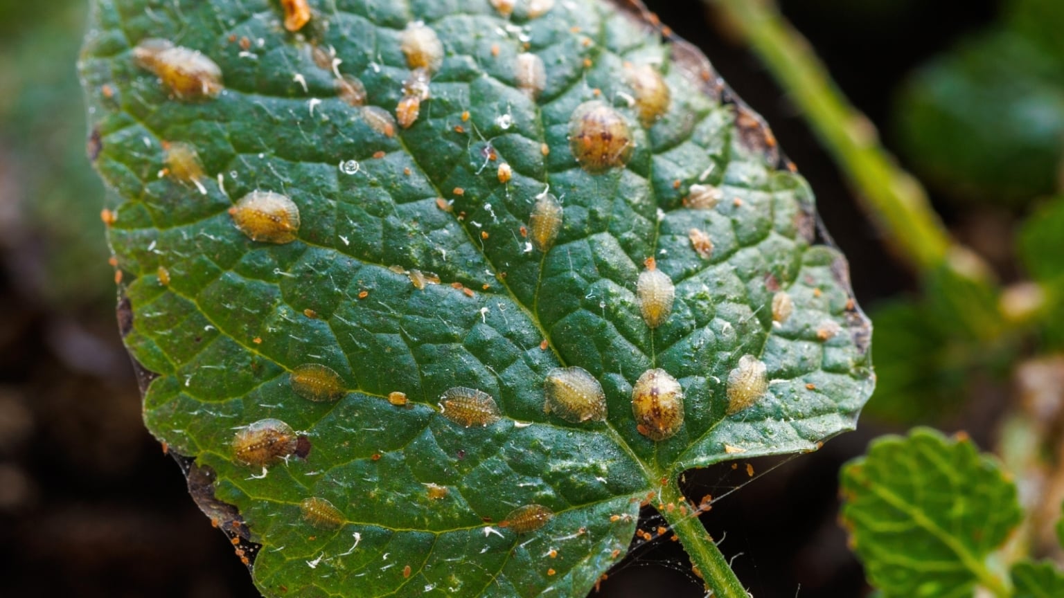 5 Philodendron Pests: How to ID and Eradicate Them - Epic Gardening