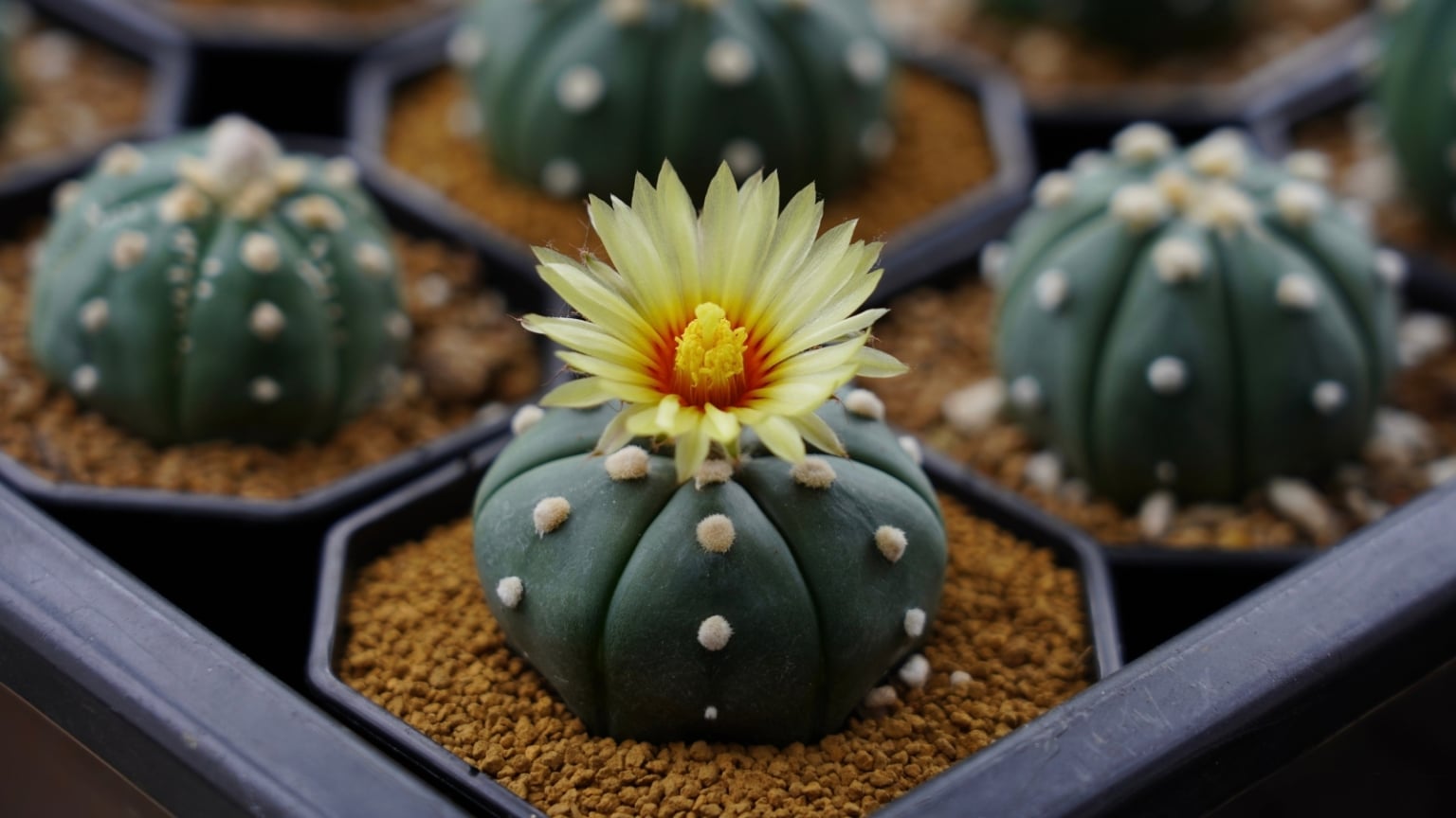 19 Cactus Plants With Pretty Flowers You Can Grow Indoors
