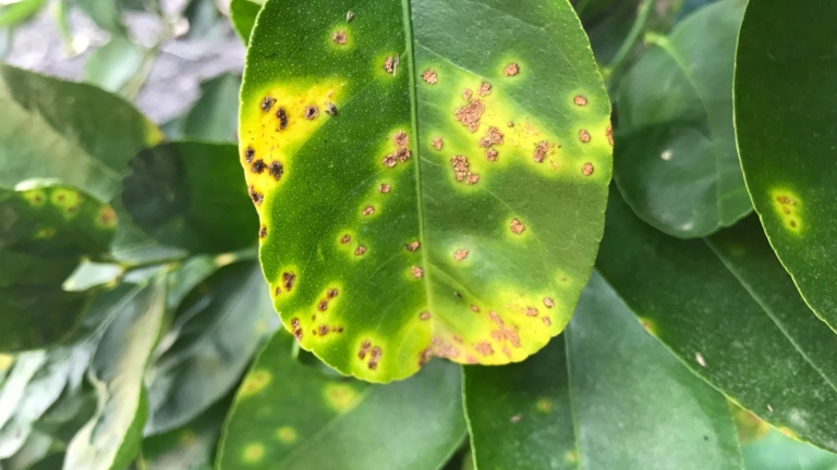 9 Poinsettia Diseases to Watch for This Season