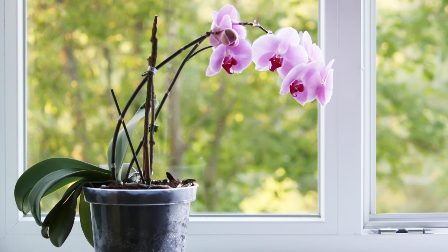 7 Orchid Winter Care Tips For Thriving Plants All Season