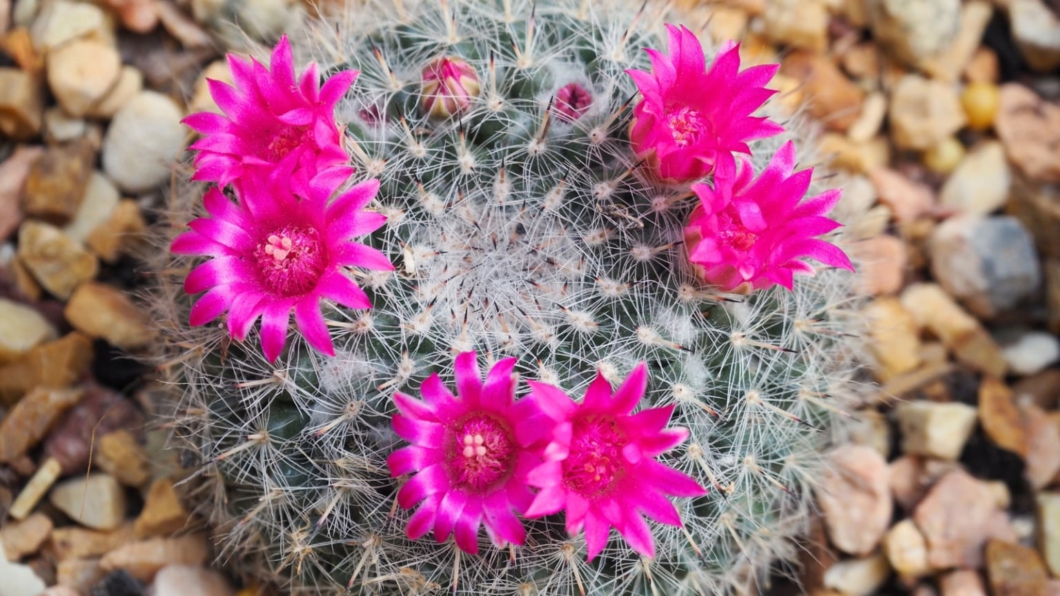 How to Plant, Grow, and Care for Old Lady Cactus