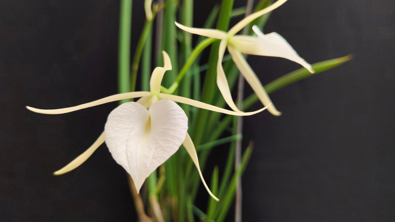 9 Orchids With Unforgettable Fragrance