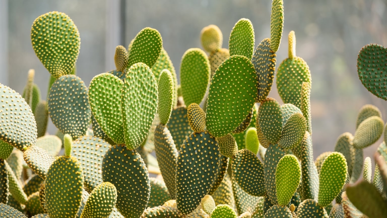 19 Cactus Plants With Pretty Flowers You Can Grow Indoors