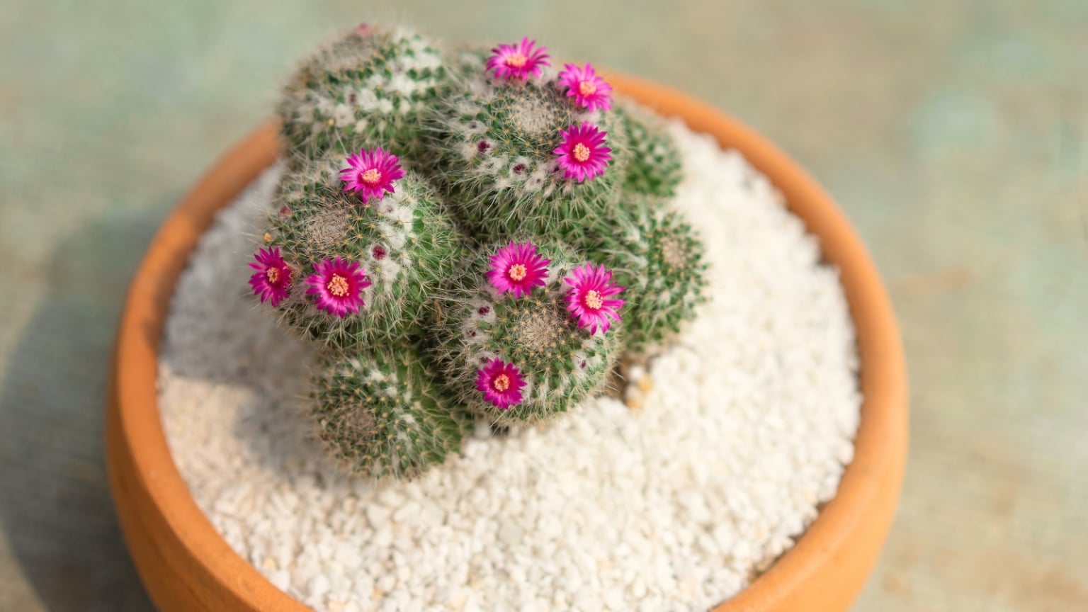How to Plant, Grow, and Care for Old Lady Cactus