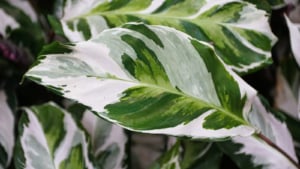 Calathea Care: Calathea Types You Should Be Growing