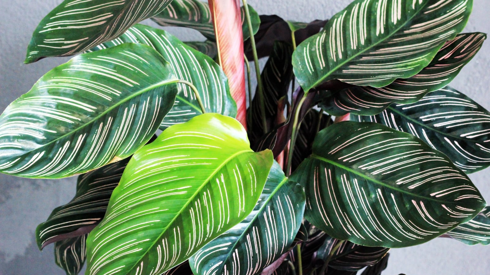 Our Favorite Colorful Houseplants for Dreary Winter Days