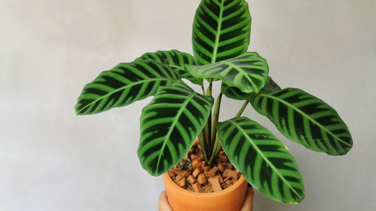 When and How to Water Your Calathea Plant