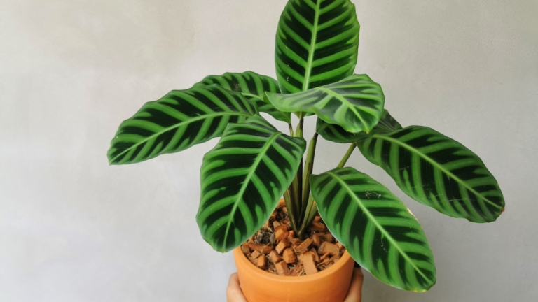 Calathea Care: Calathea Types You Should Be Growing