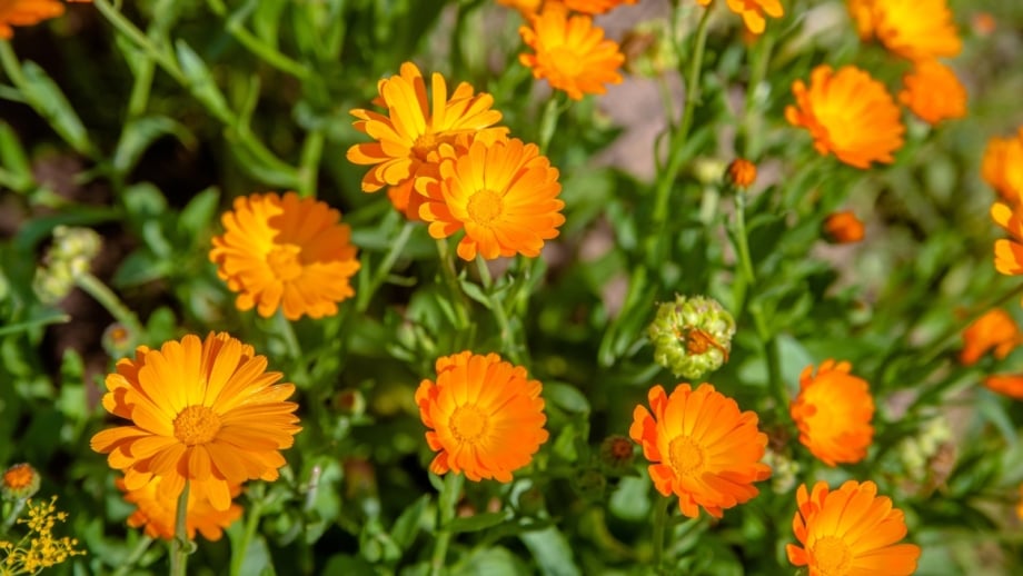 19 Seeds You Should Winter Sow In January