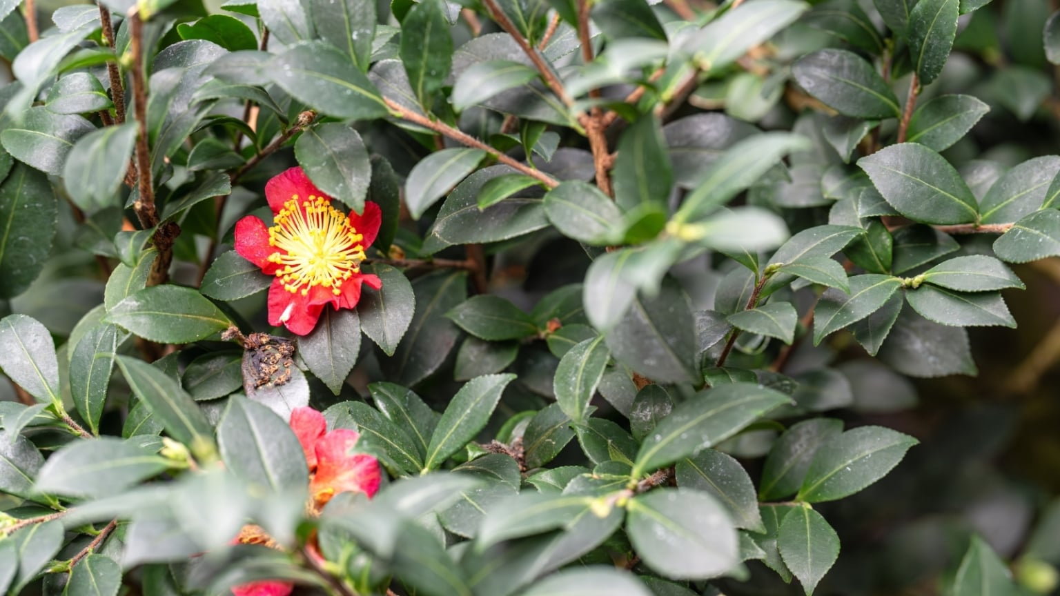 How to Plant, Grow, and Care For ‘Yuletide’ Camellia