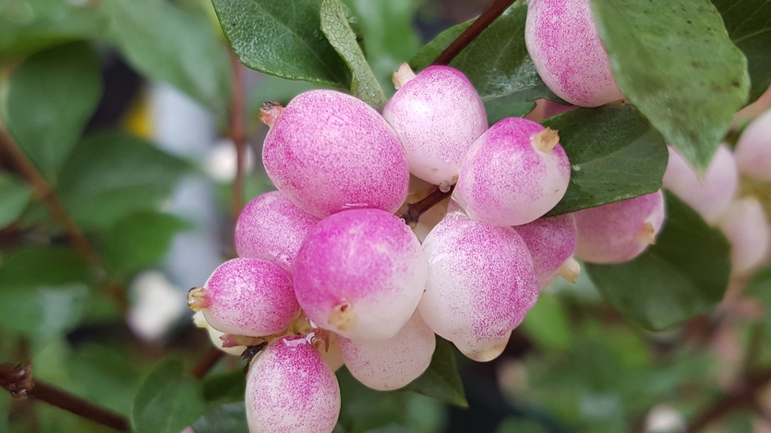 11 Plants You Should Cut Back in April