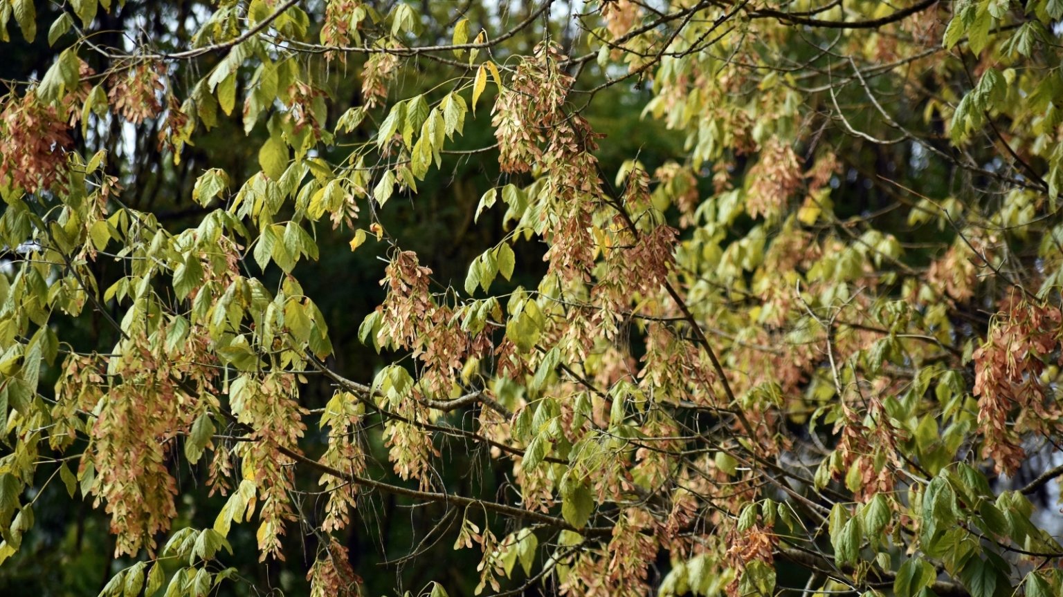 11 Trees With Unique, Twisted Branches That Look Good Bare