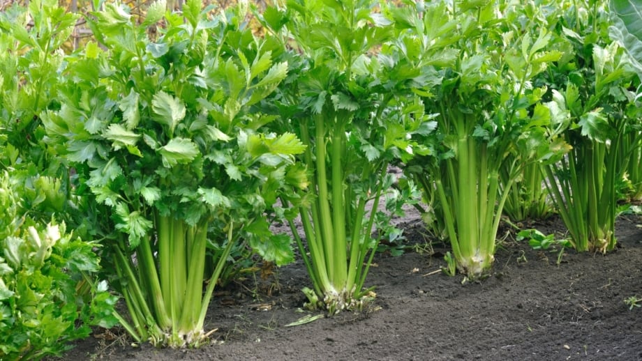 17 Seeds With Long Germination Times to Start in December