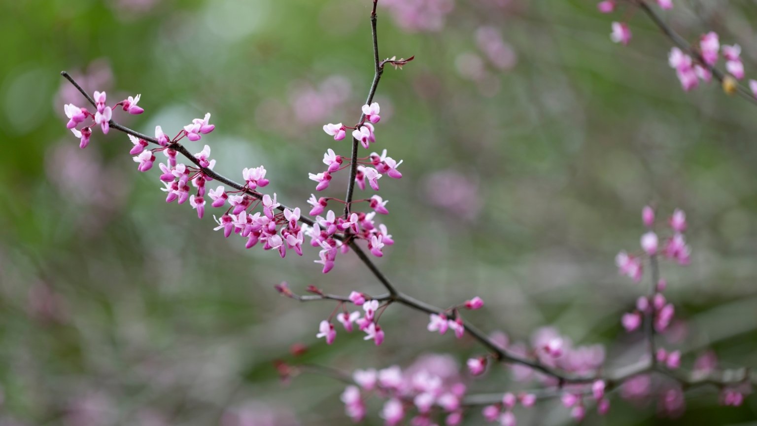 11 Trees With Unique, Twisted Branches That Look Good Bare