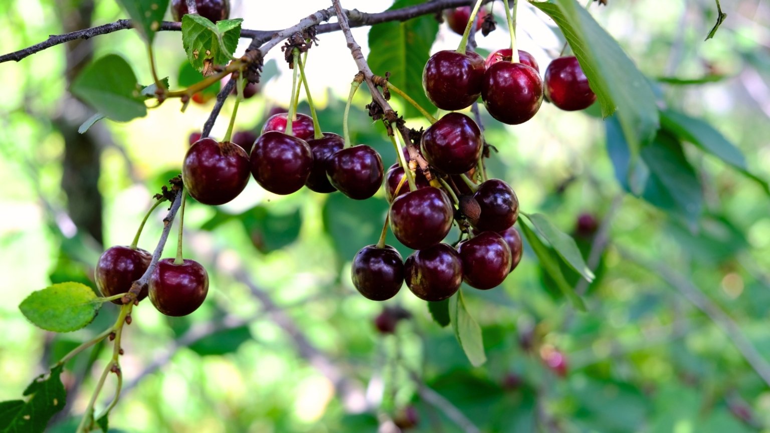 13 Trees You Should Buy Bare-Root - Epic Gardening