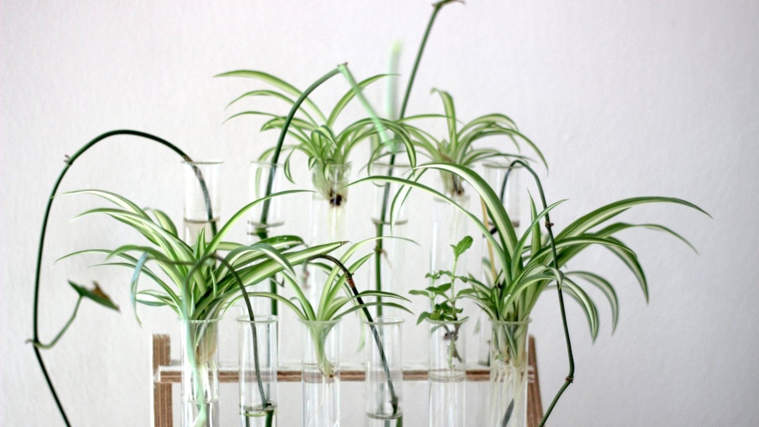 How to Root Spider Plant Babies: 7 Pro Tips