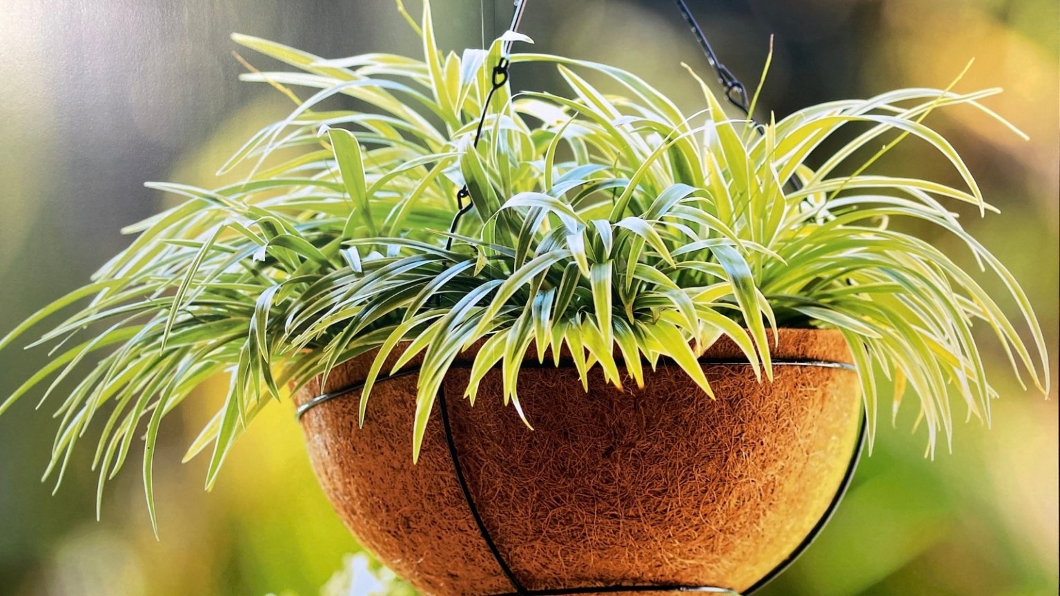 15 Best Hanging Plants That Don't Mind Low Light