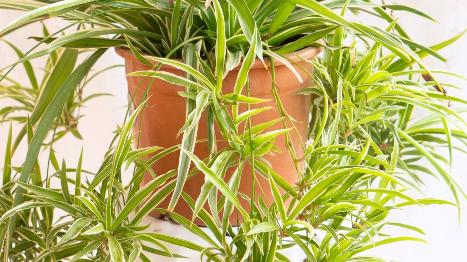How and Why to Cut Off Spider Plant Babies (Spiderettes)