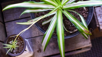 How to Root Spider Plant Babies: 7 Pro Tips