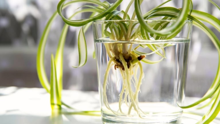 How and Why to Cut Off Spider Plant Babies (Spiderettes)