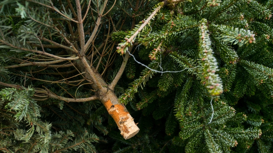 9 Eco-Friendly Ways to Repurpose Your Christmas Tree
