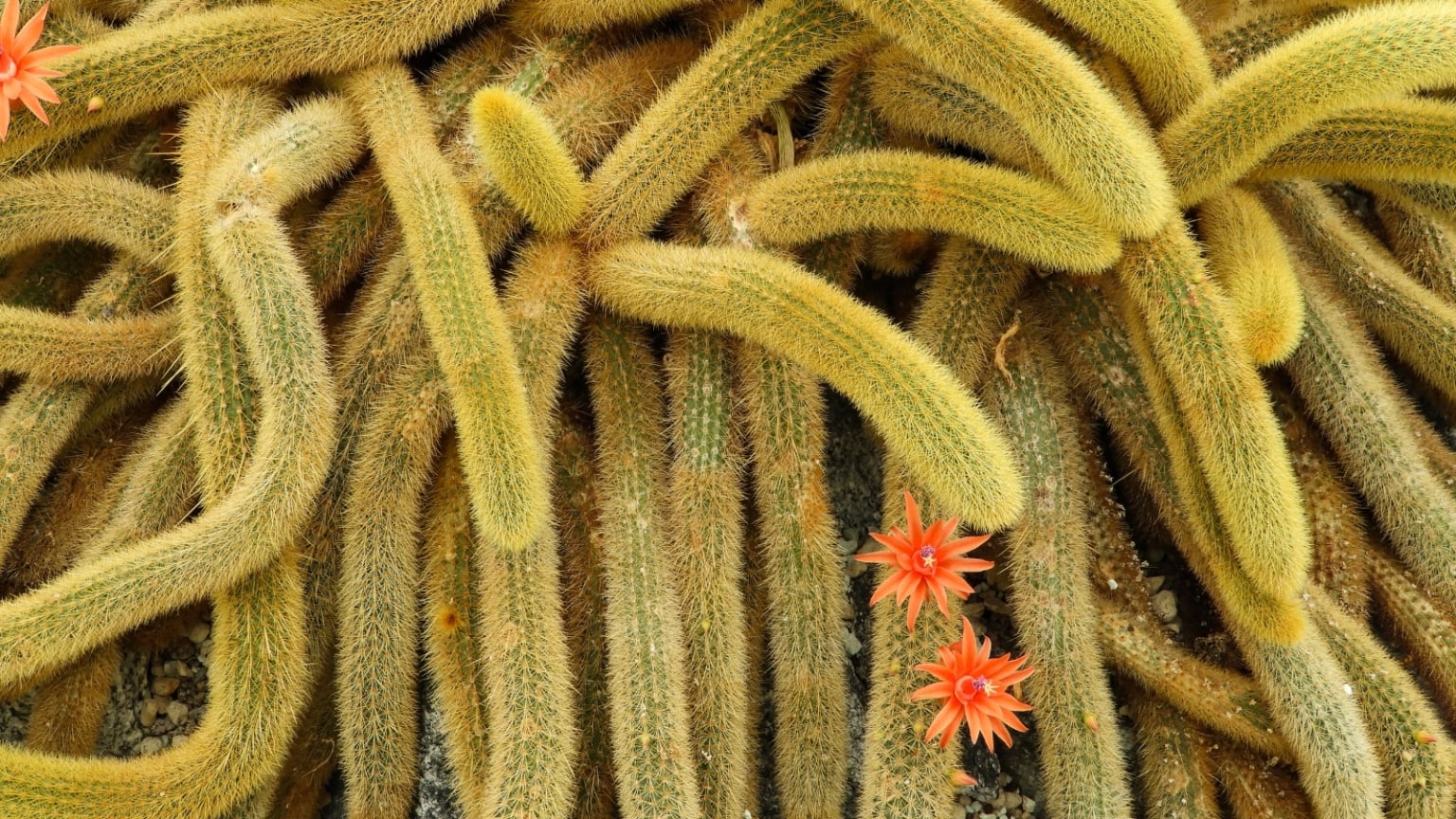 19 Cactus Plants With Pretty Flowers You Can Grow Indoors