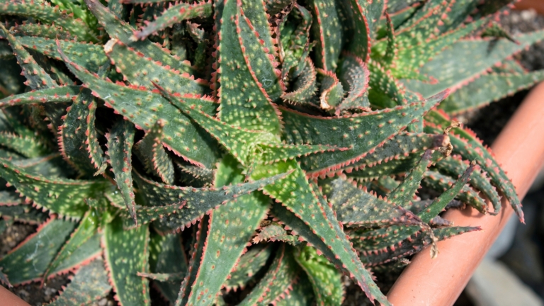 How to Grow and Care for 'Christmas Carol' Aloe