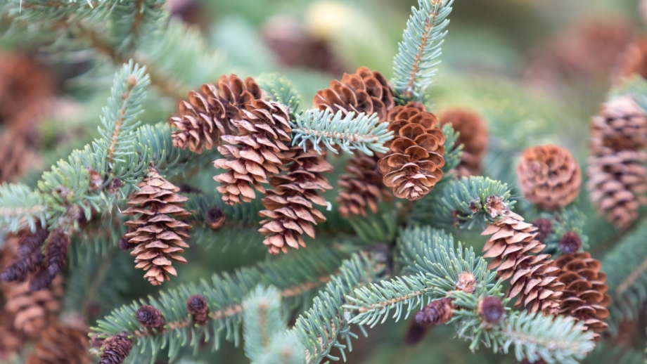 How to Plant, Grow, and Care for Blue Spruce Trees