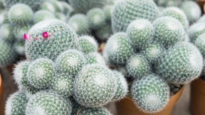 How to Plant, Grow, and Care for Old Lady Cactus