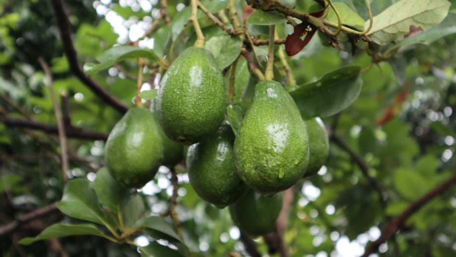 9 Easy and Low-Maintenance Fruit Trees for Your Backyard