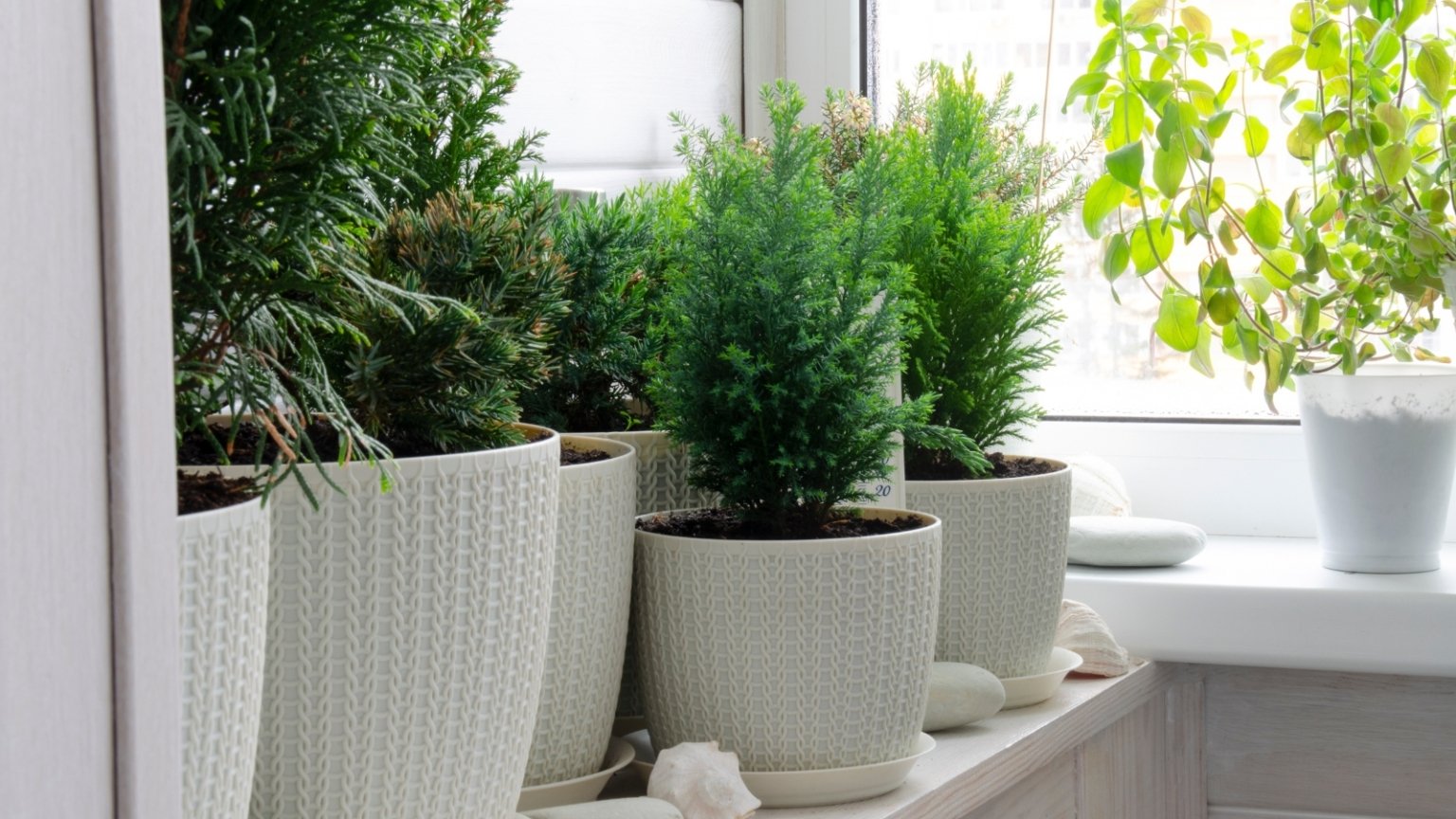 9 Reasons Your Lemon Cypress Tree is Dying and How to Save It - Epic ...