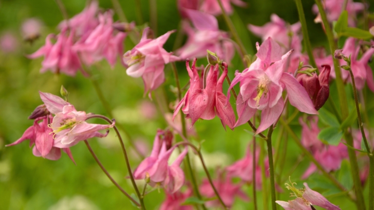 11 Flower Seeds You Can Sow on the Snow