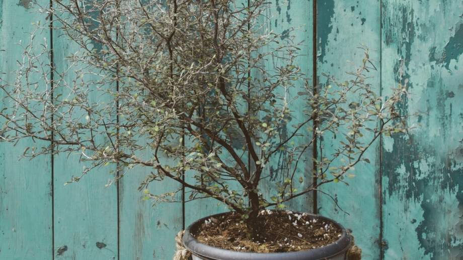 17 Christmas Tree Alternative Plants to Try This Year
