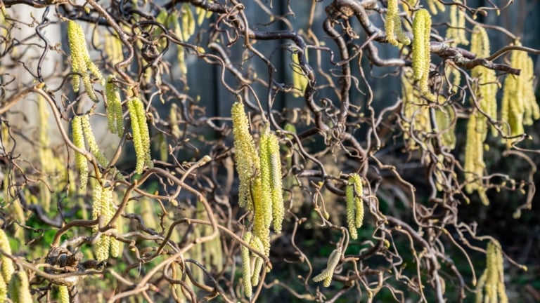 11 Trees With Unique, Twisted Branches That Look Good Bare
