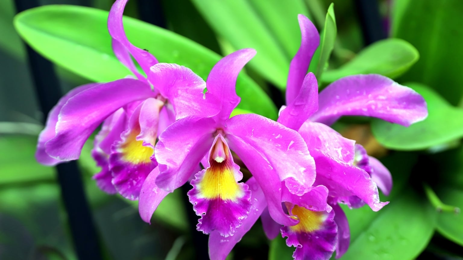 9 Orchids With Unforgettable Fragrance