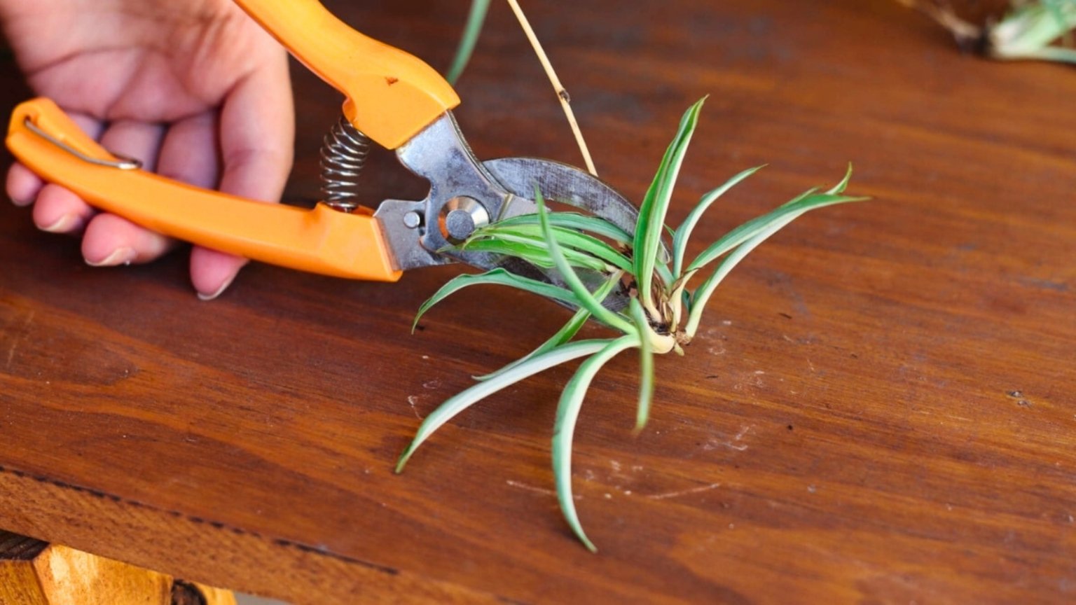 How and Why to Cut Off Spider Plant Babies (Spiderettes)