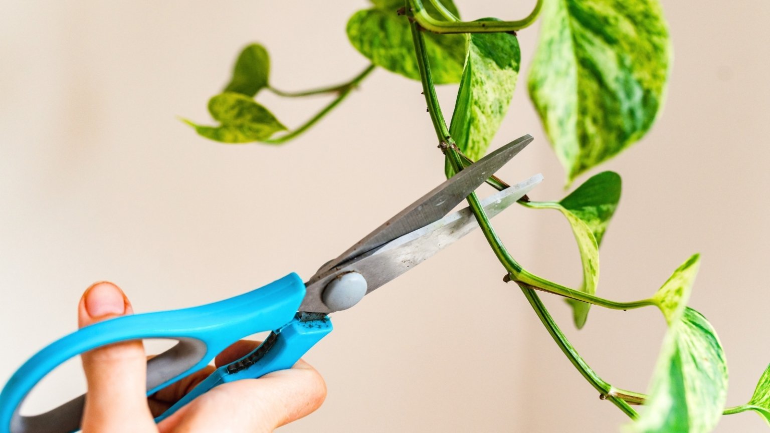 Should I Trim My Pothos? 7 Pruning Tips