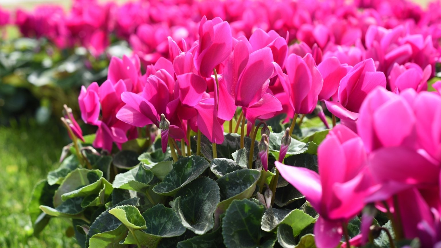 9 Cyclamen Varieties That Bloom In Winter