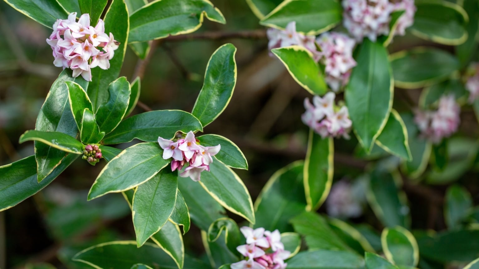 17 Showy Shrubs That Shine in the Winter Landscape