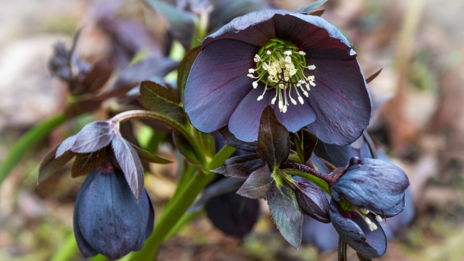 19 Showstopping Hellebore Varieties to Grow for Winter Blooms