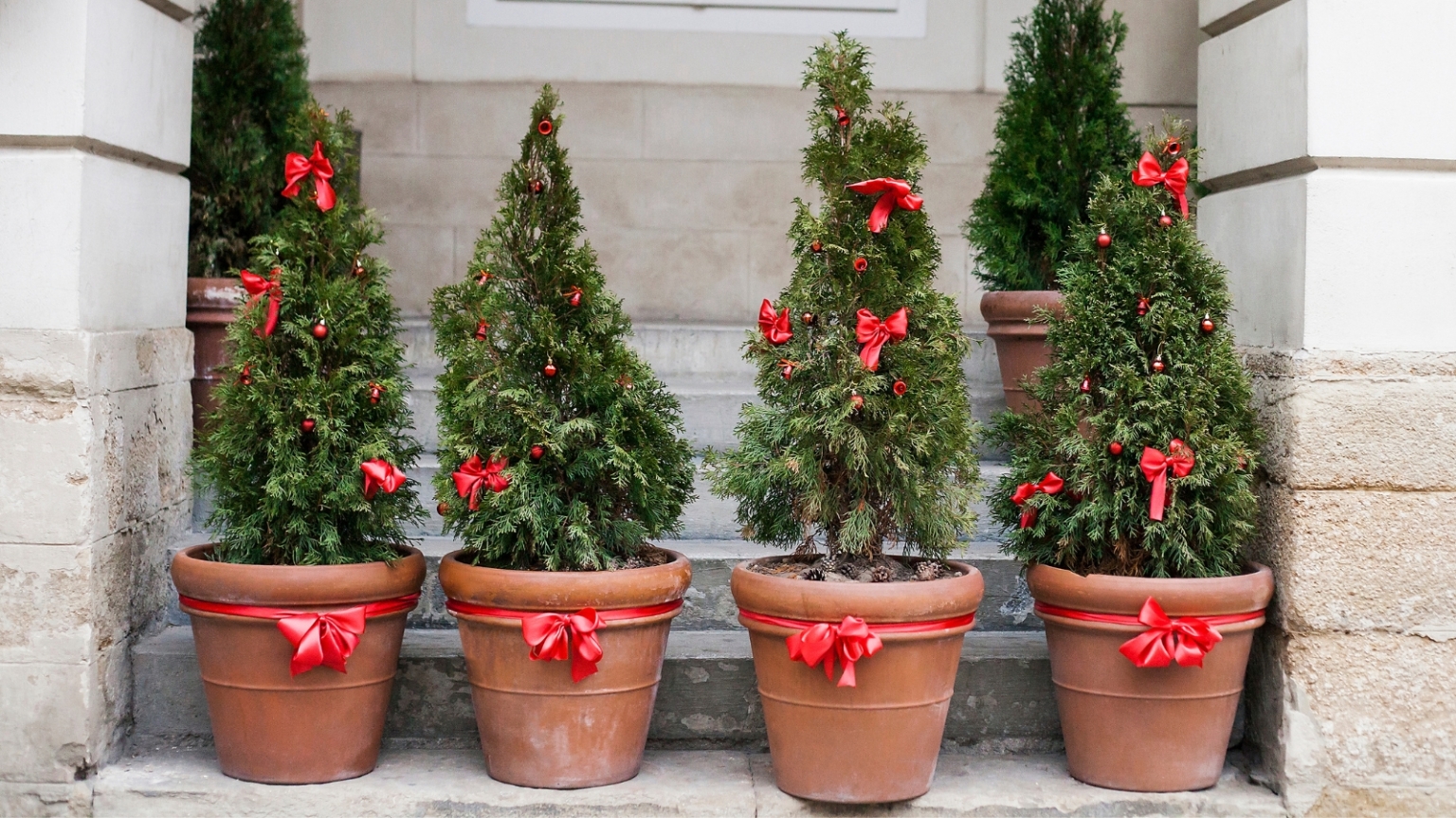 7 Fertilizing Tips for Your Potted Christmas Tree
