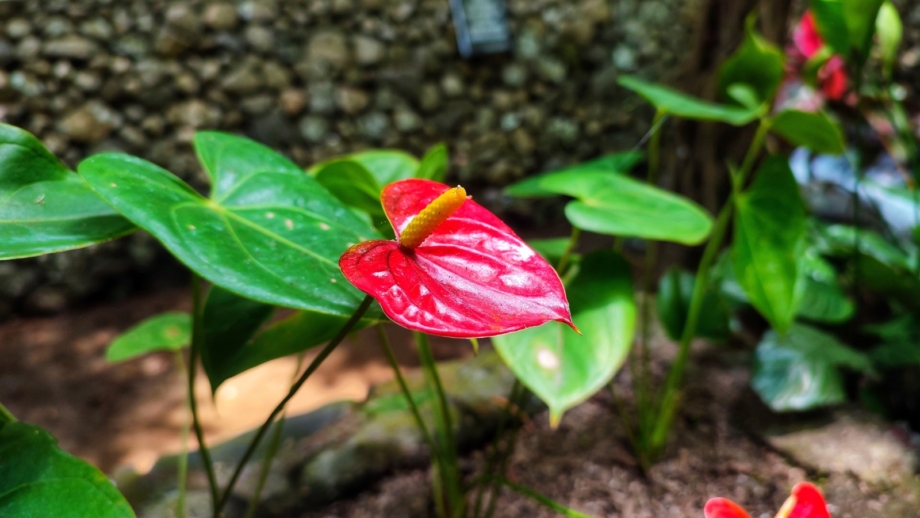 How to Plant, Grow, and Care for Flamingo Plants