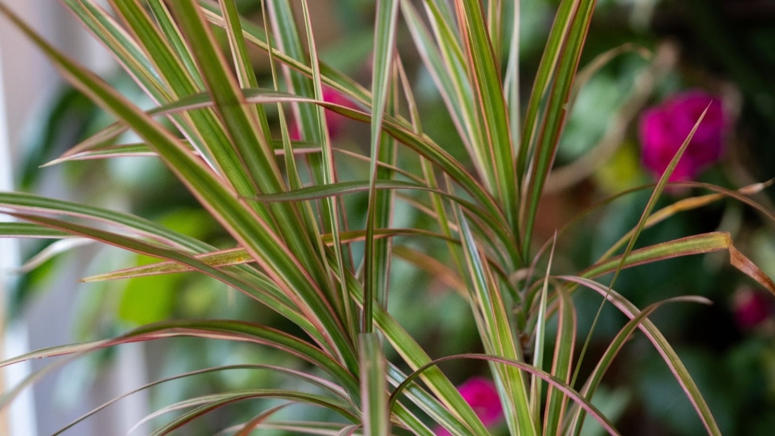 29 Best Plants to Grow in Your Office