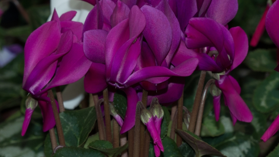 9 Cyclamen Varieties That Bloom In Winter